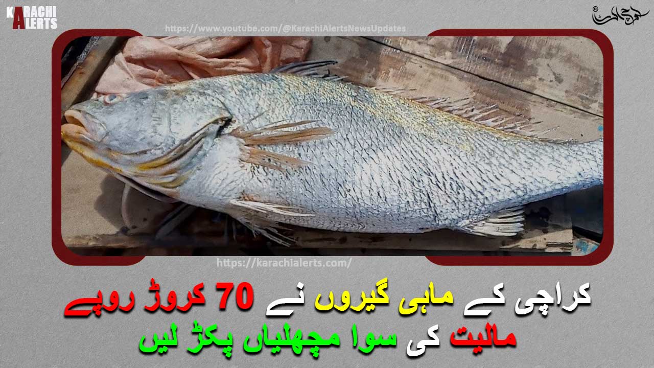 کراچی کے ماہی گیروں نے 70 کروڑ روپے مالیت کی سوا مچھلیاں پکڑ لیں ...